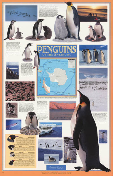 Penguins Animal Infographic Poster 24x36 Penguin Facts Amazon.com: (24