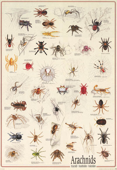 Examples Of Arachnids Spider Myths | Burke Museum